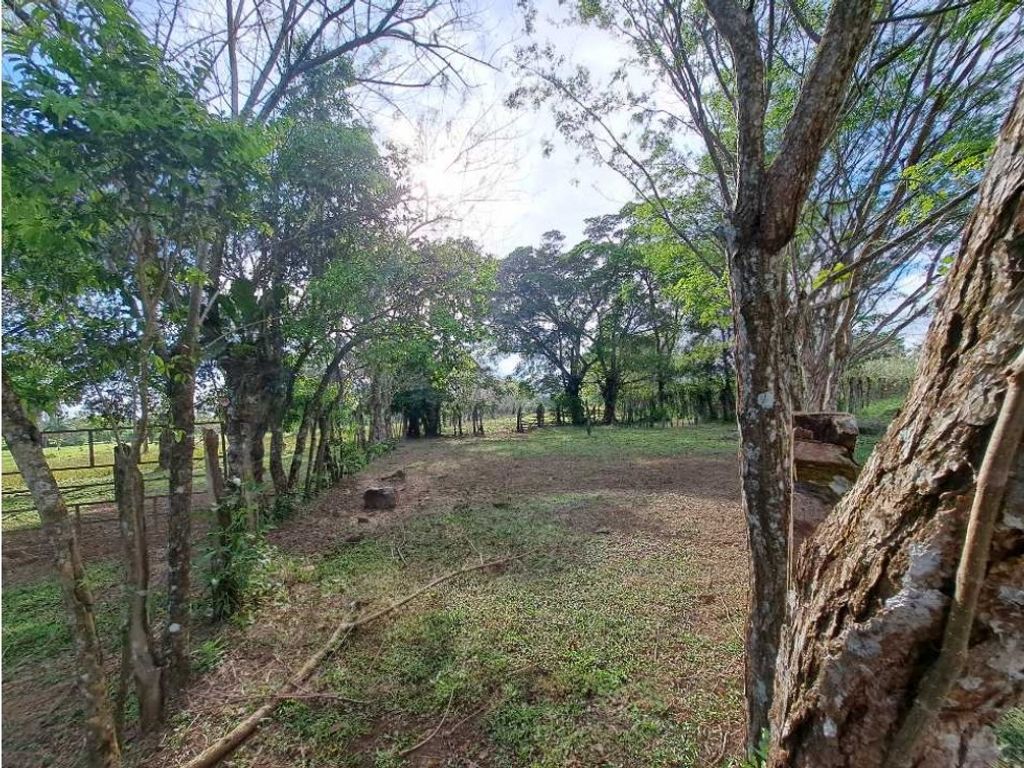 Ferme exclusive de 85000 m2 en vente Dolega District, Provincia de ...